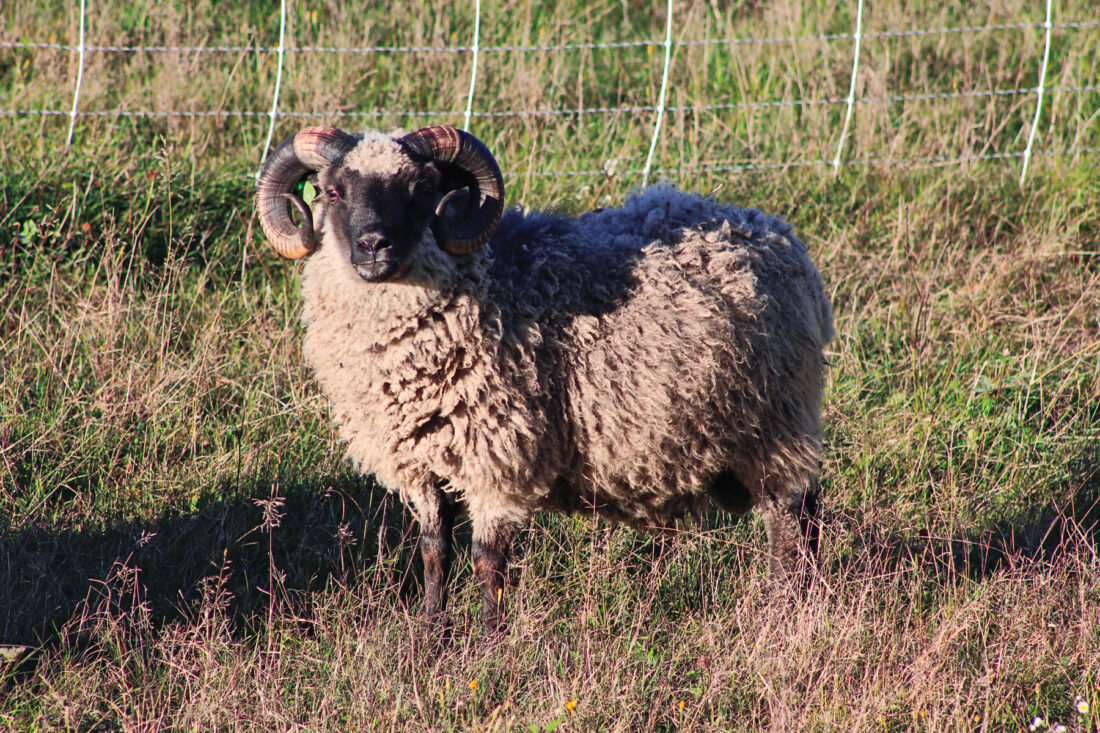 Shetland Sheep Make a Comeback - Grit